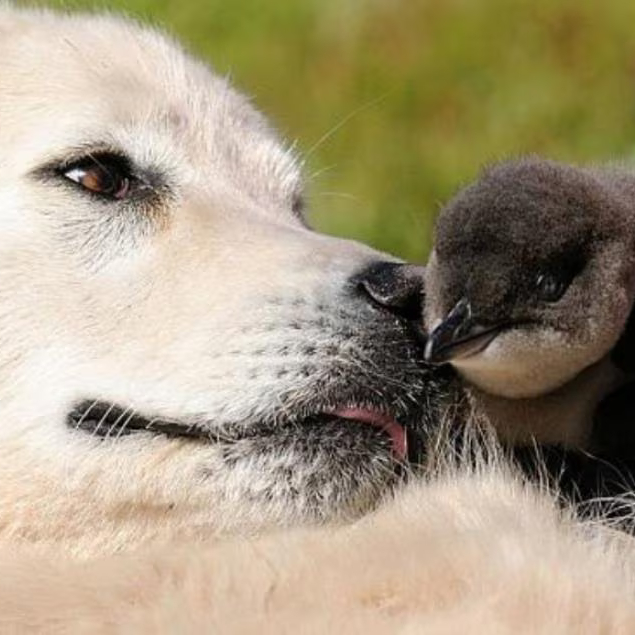 Maremma sheepdog: from Tuscany’s plains to protecting Australia’s ...